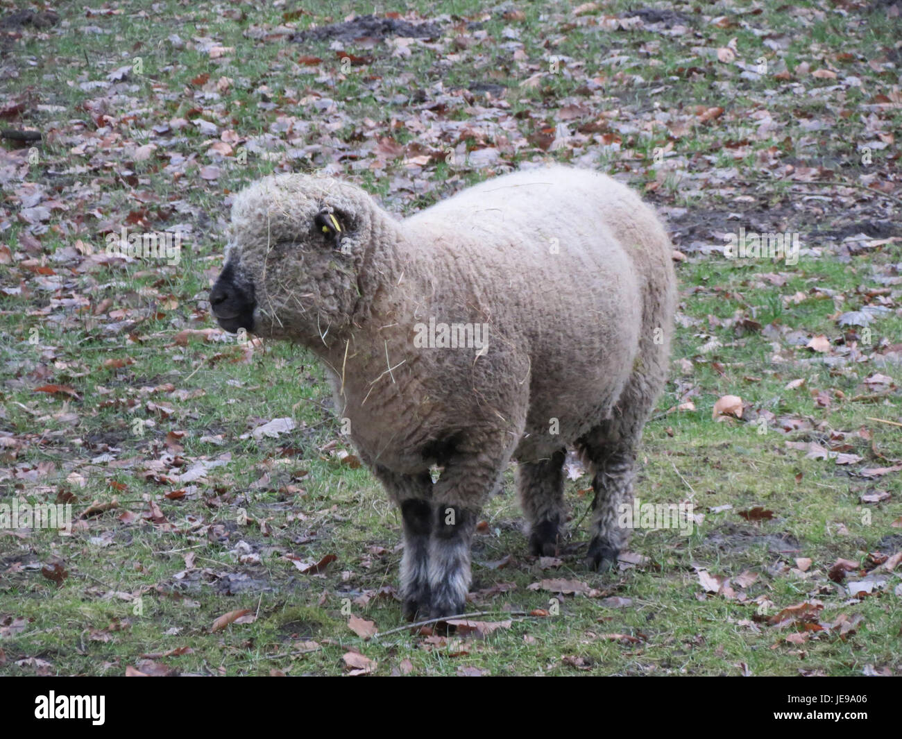 The image shows a scene from the Wildpark in Saarbrücken, a wildlife ...