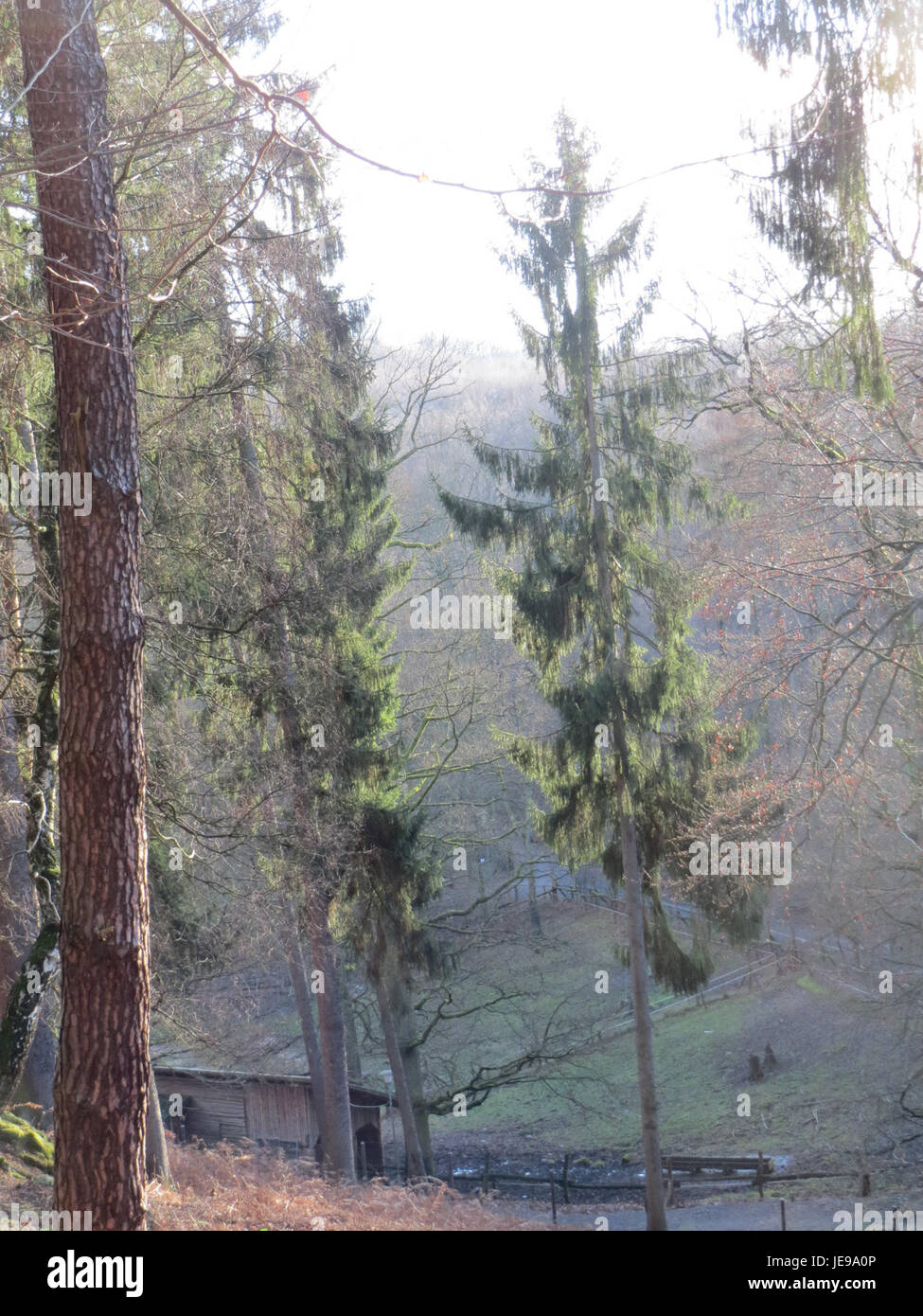 This image captures a scene at the Wildpark in Saarbrücken, Germany ...