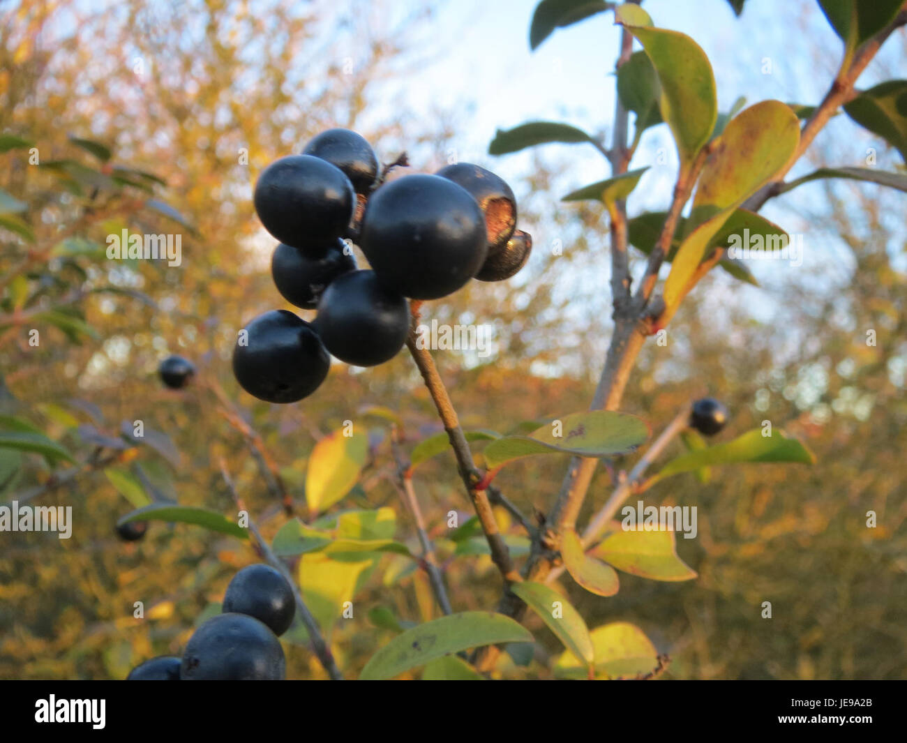 Privet Hedge Black Leaves