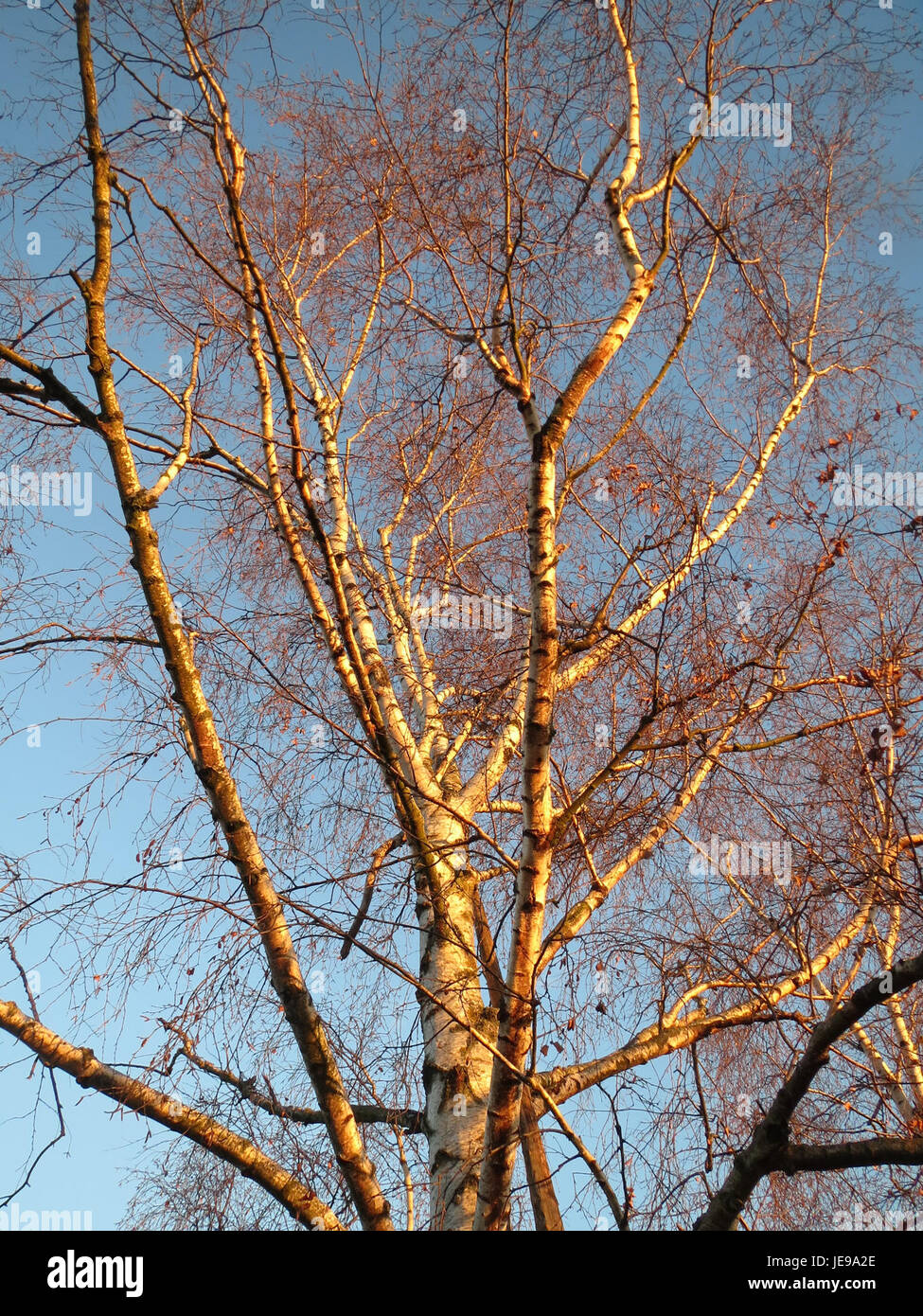 White birch plant roadside trees hi-res stock photography and images ...