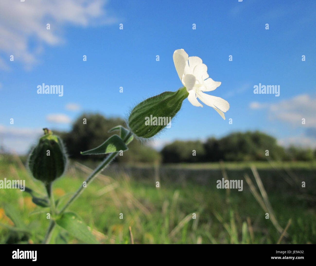 A photograph showing the Roter Bruch area in Walldorf, Germany ...