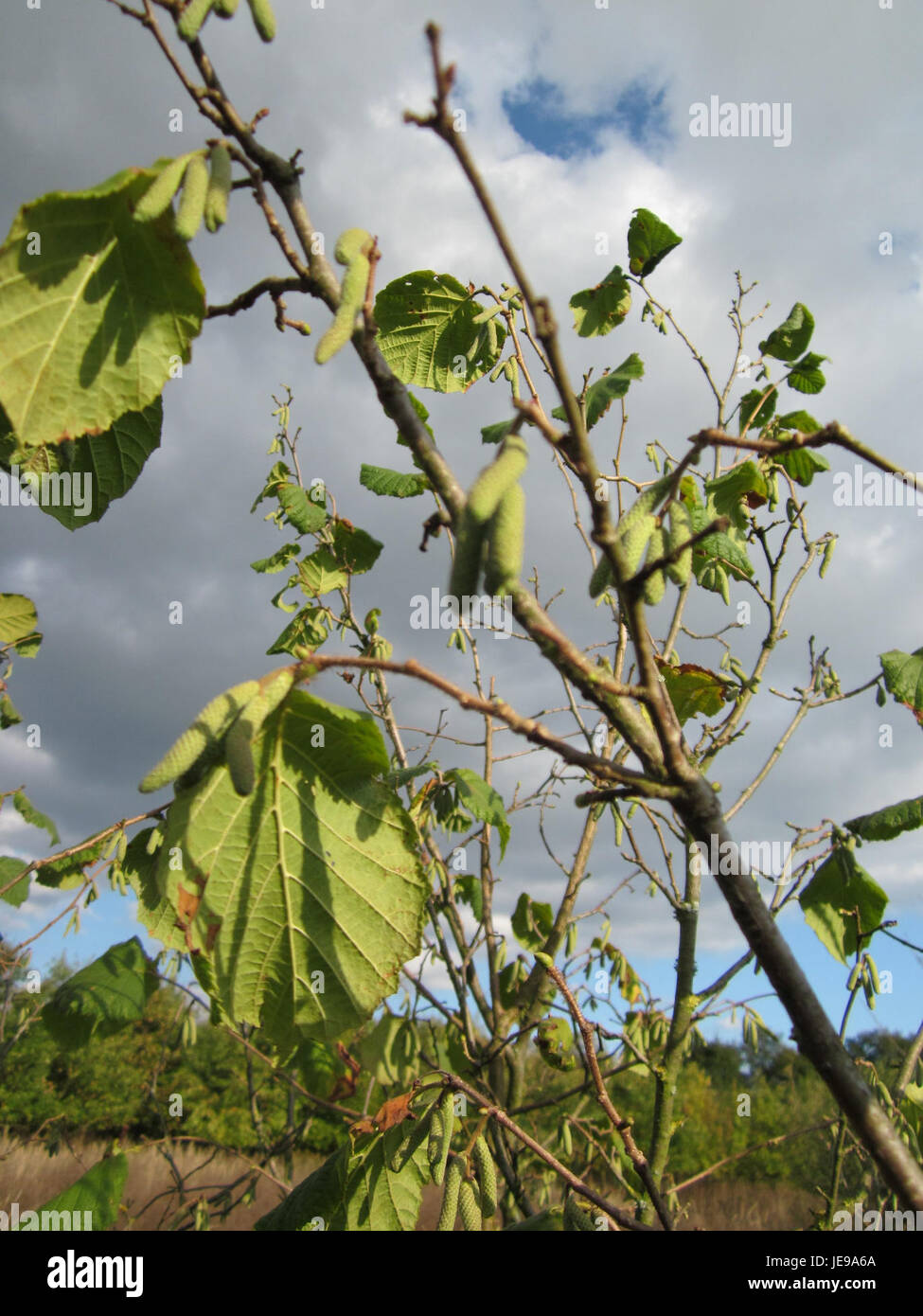 The image captures the landscape of Roter Bruch in Walldorf, Germany ...