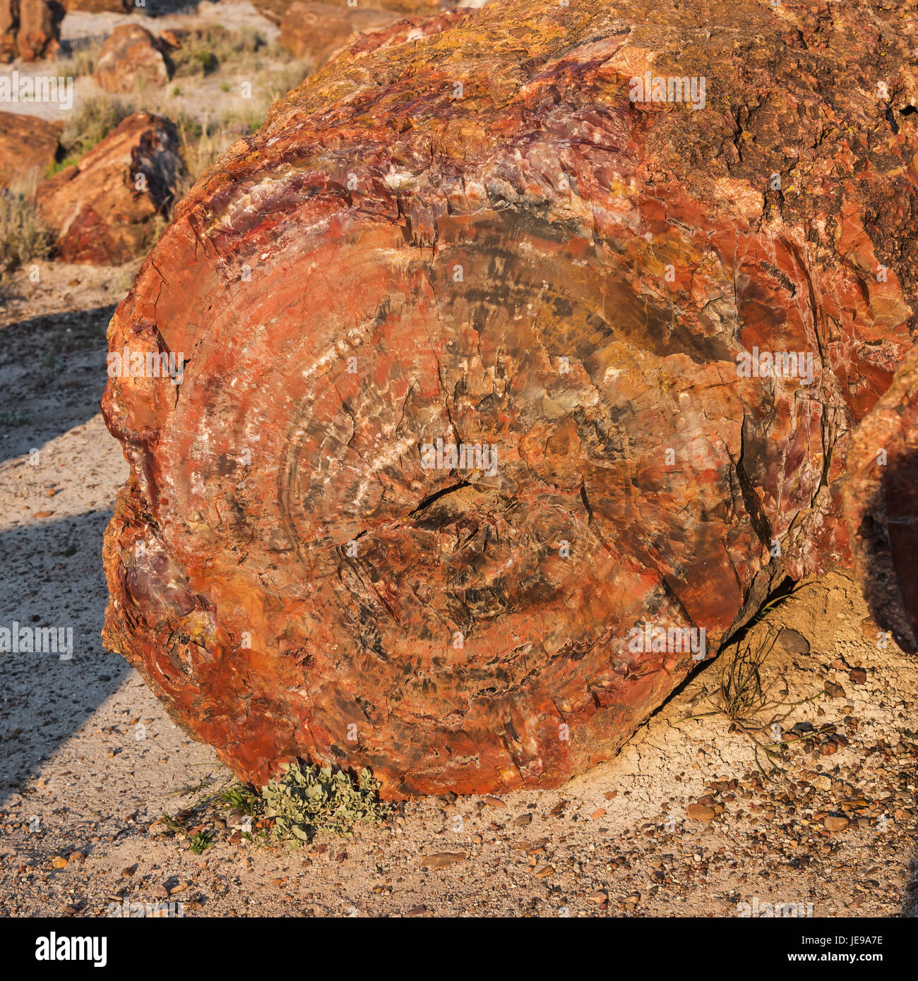 Crystal forest, Petrified Forest National Park, Arizona, USA Stock ...