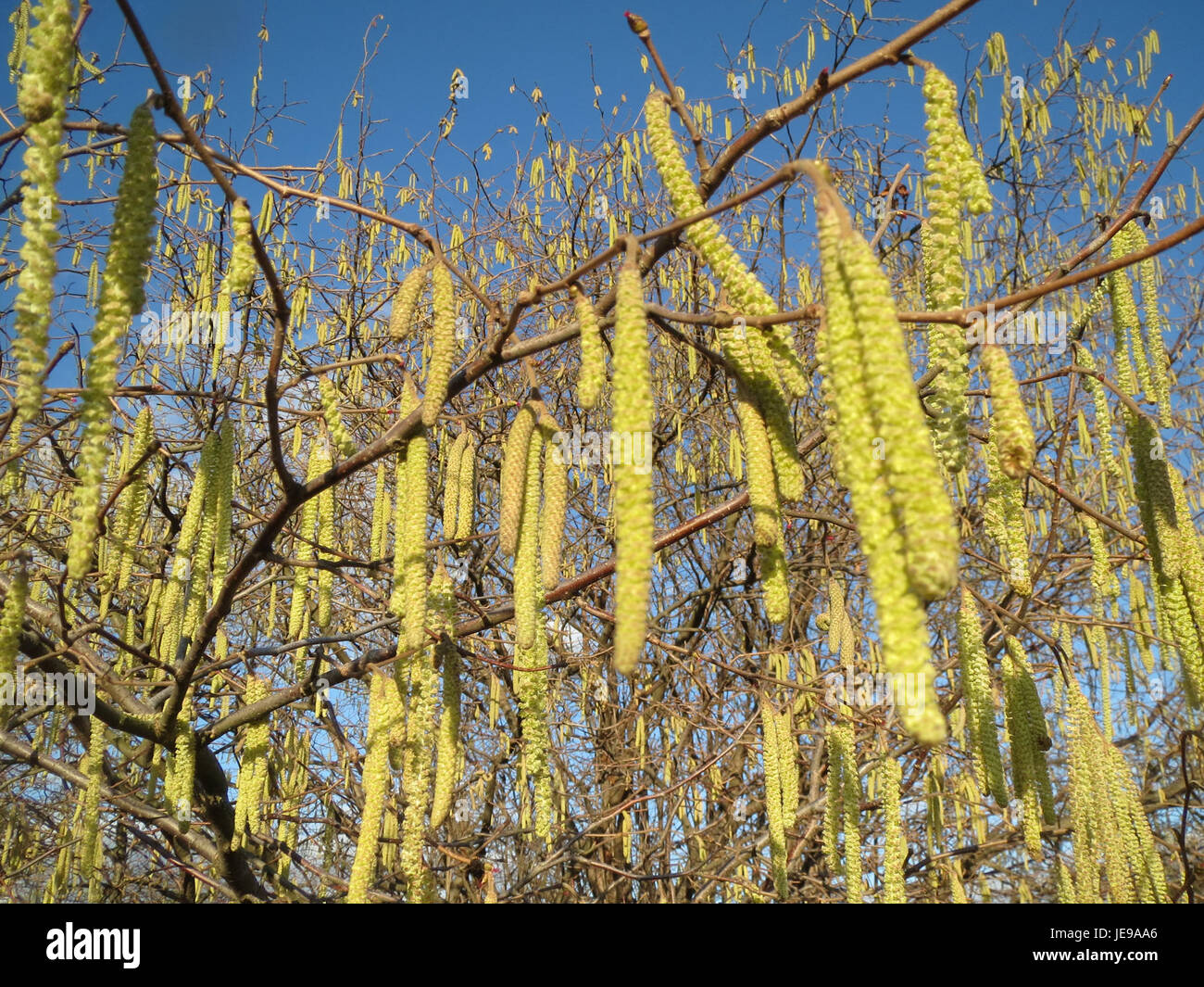 A photograph taken on January 10, 2014, showing Haselnuss trees in ...