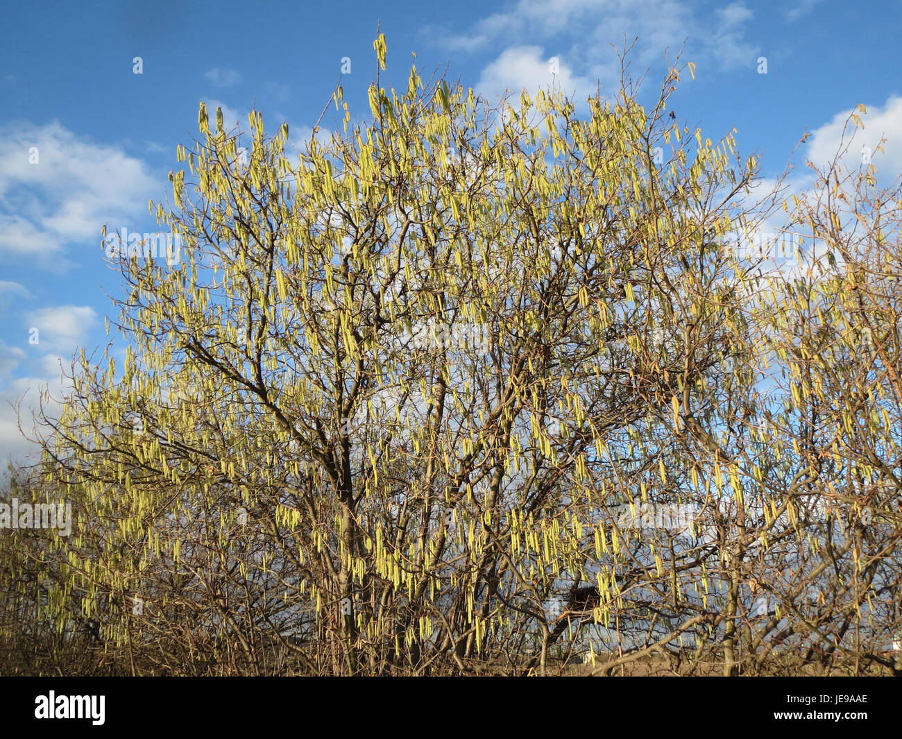 This image shows the hazelnut (Corylus avellana), a common shrub or ...