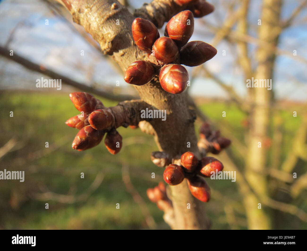 A photograph of a cherry tree (Kirsche) in Reilingen, Germany ...