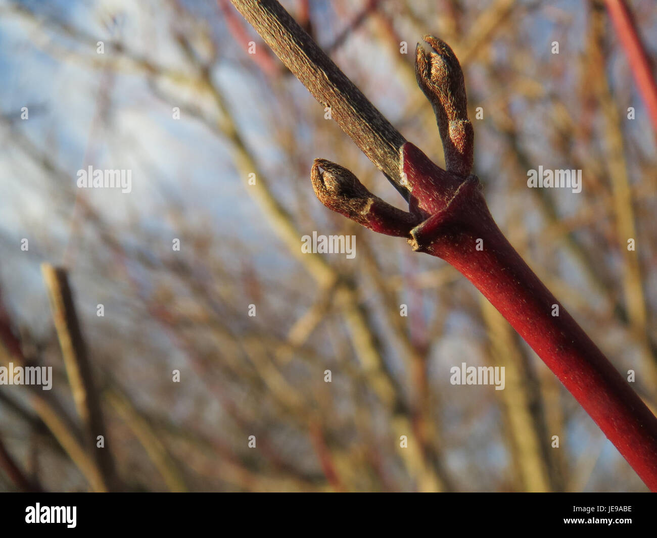 A photograph of a Hartriegel tree (Cornus) taken in Reilingen, Germany ...