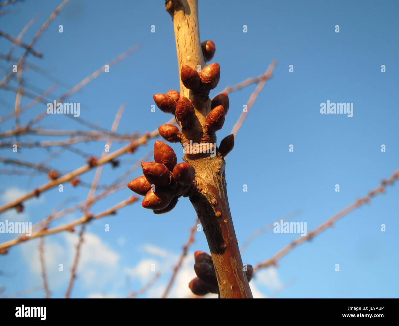 This image features a plant known as Schlehe, or sloe, in Reilingen on ...