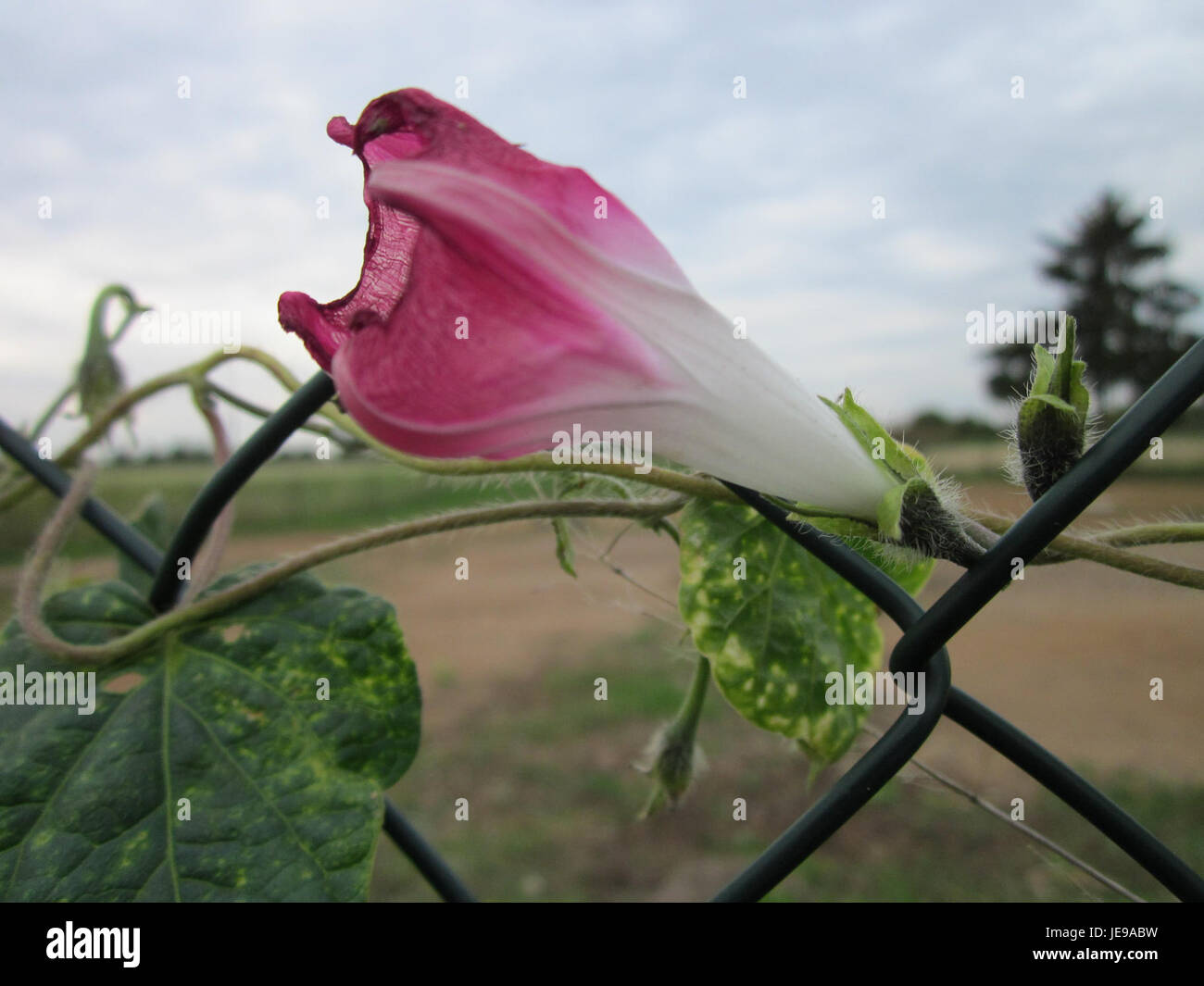 This image showcases the Prunkwinde (Clematis vitalba), a flowering ...