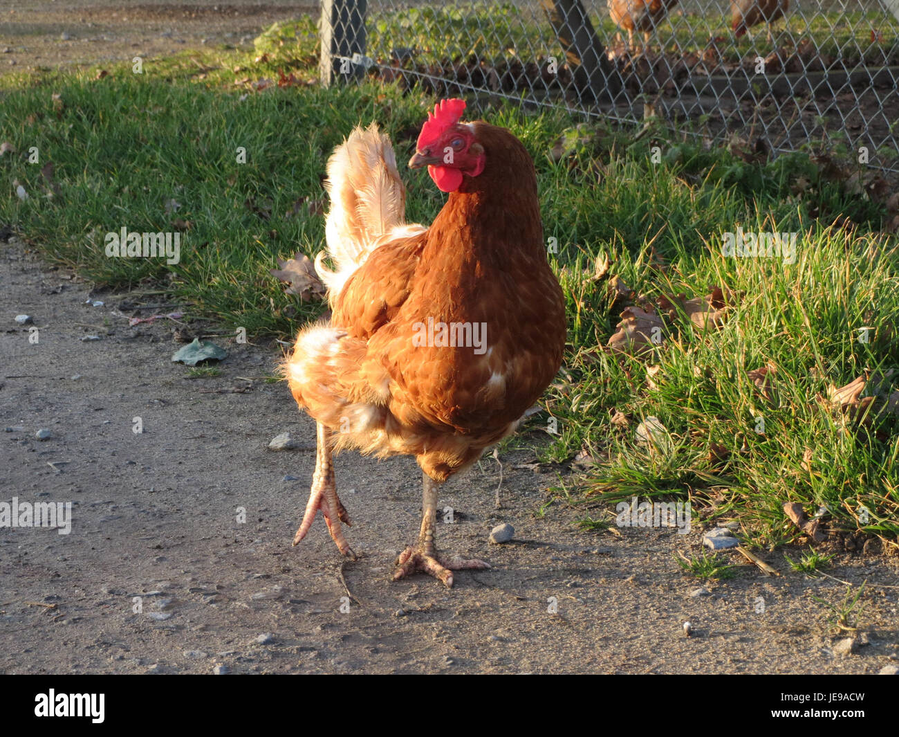 This photograph shows Hahn, a location in Reilingen, Germany ...