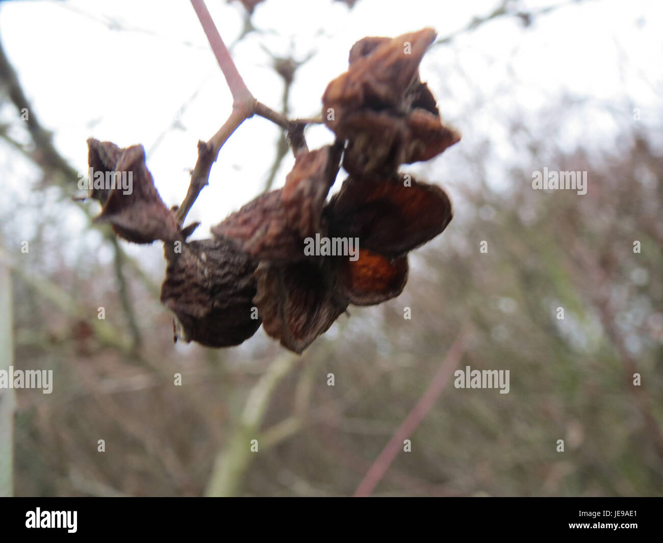 Spindle tree shrub hi-res stock photography and images - Alamy