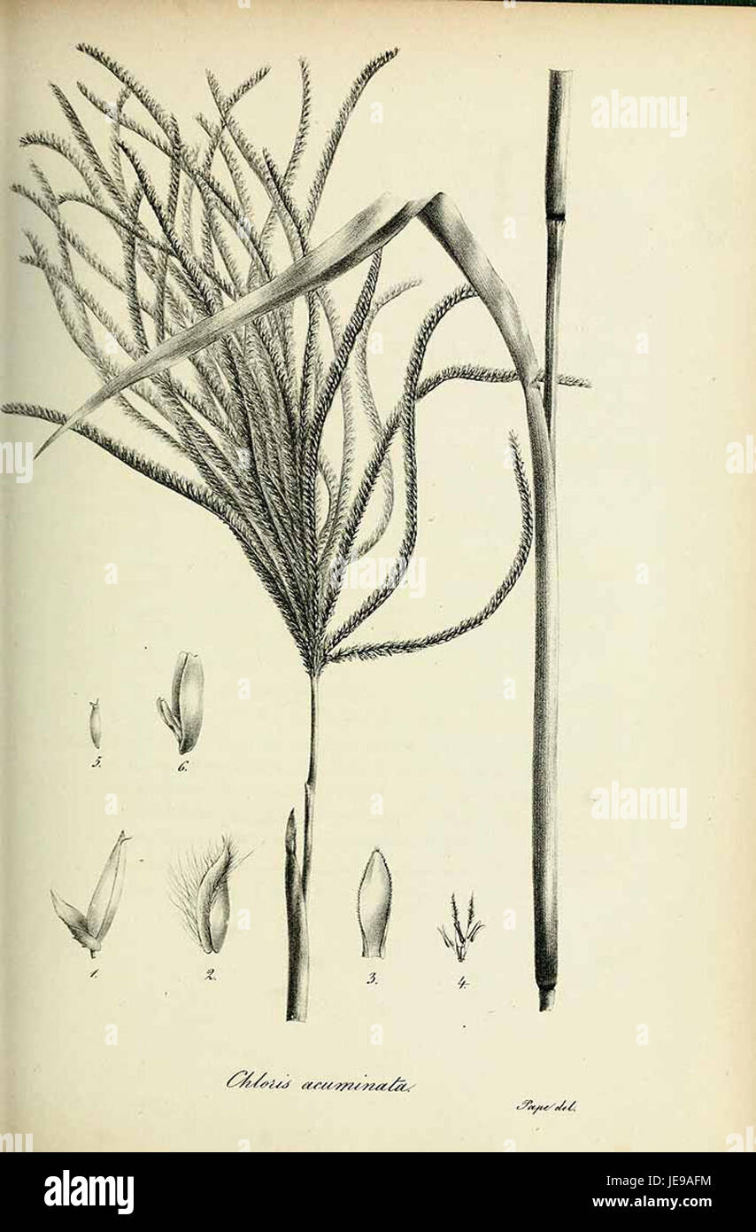 Featured genus hi-res stock photography and images - Alamy