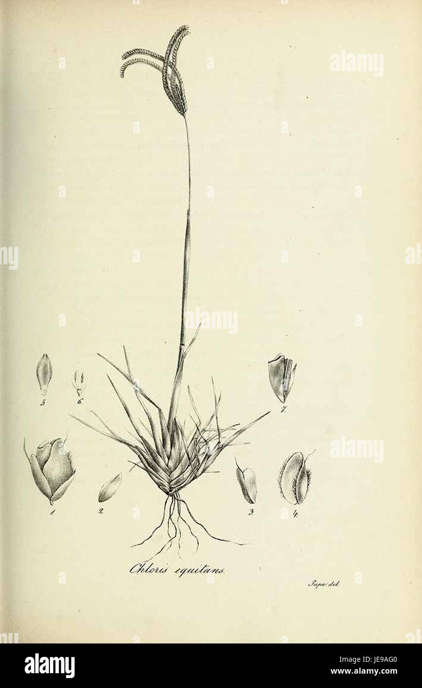 Species graminum hi-res stock photography and images - Alamy