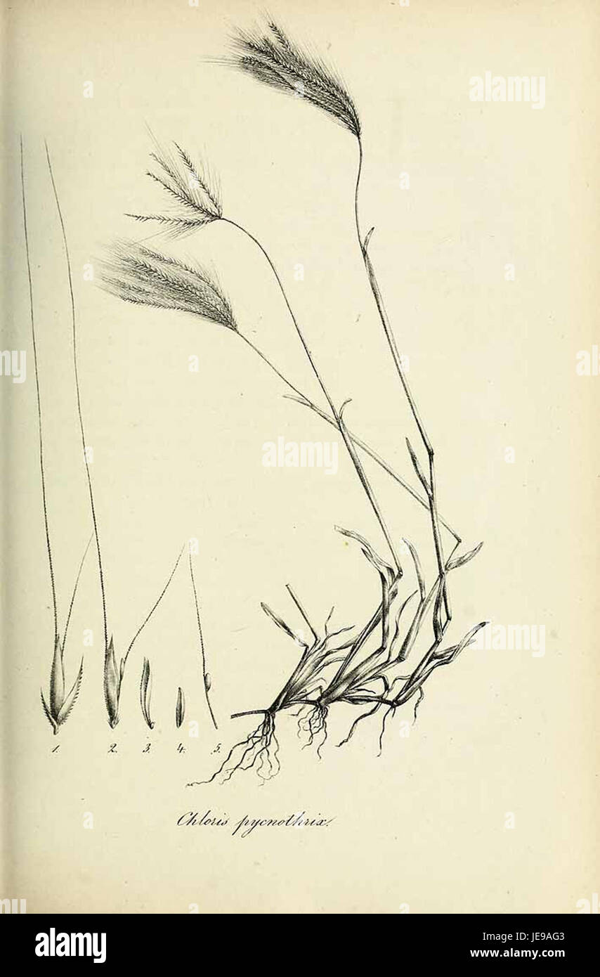 Chloris pycnothrix is a species of grass in the family Poaceae ...