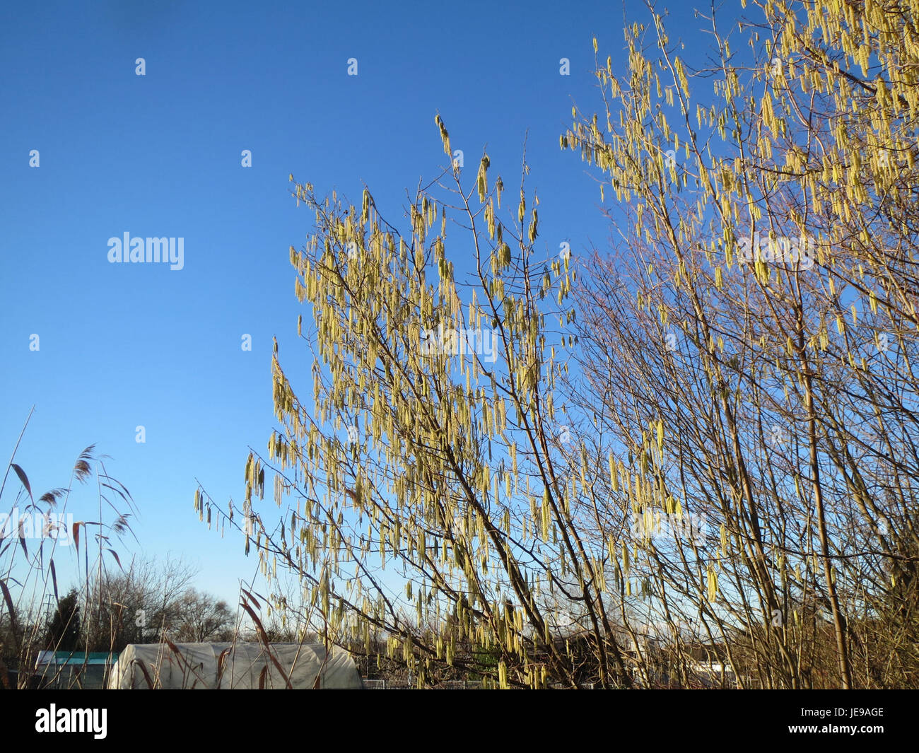 The image shows a hazelnut tree in Hockenheim, Germany. The tree, known ...