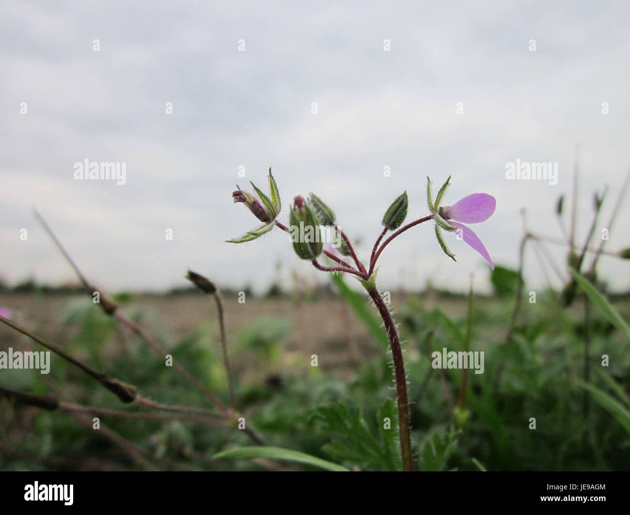 A photograph of a heron beak (Reiherschnabel) taken in Altlussheim on ...