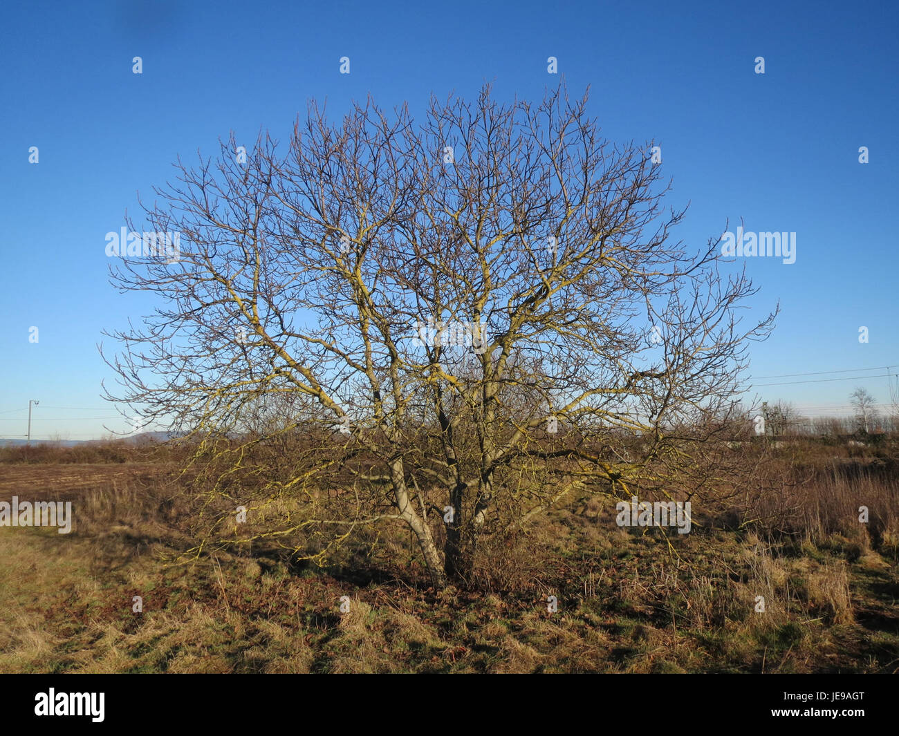 The photograph shows a walnut tree located in Neulussheim, Germany, on ...