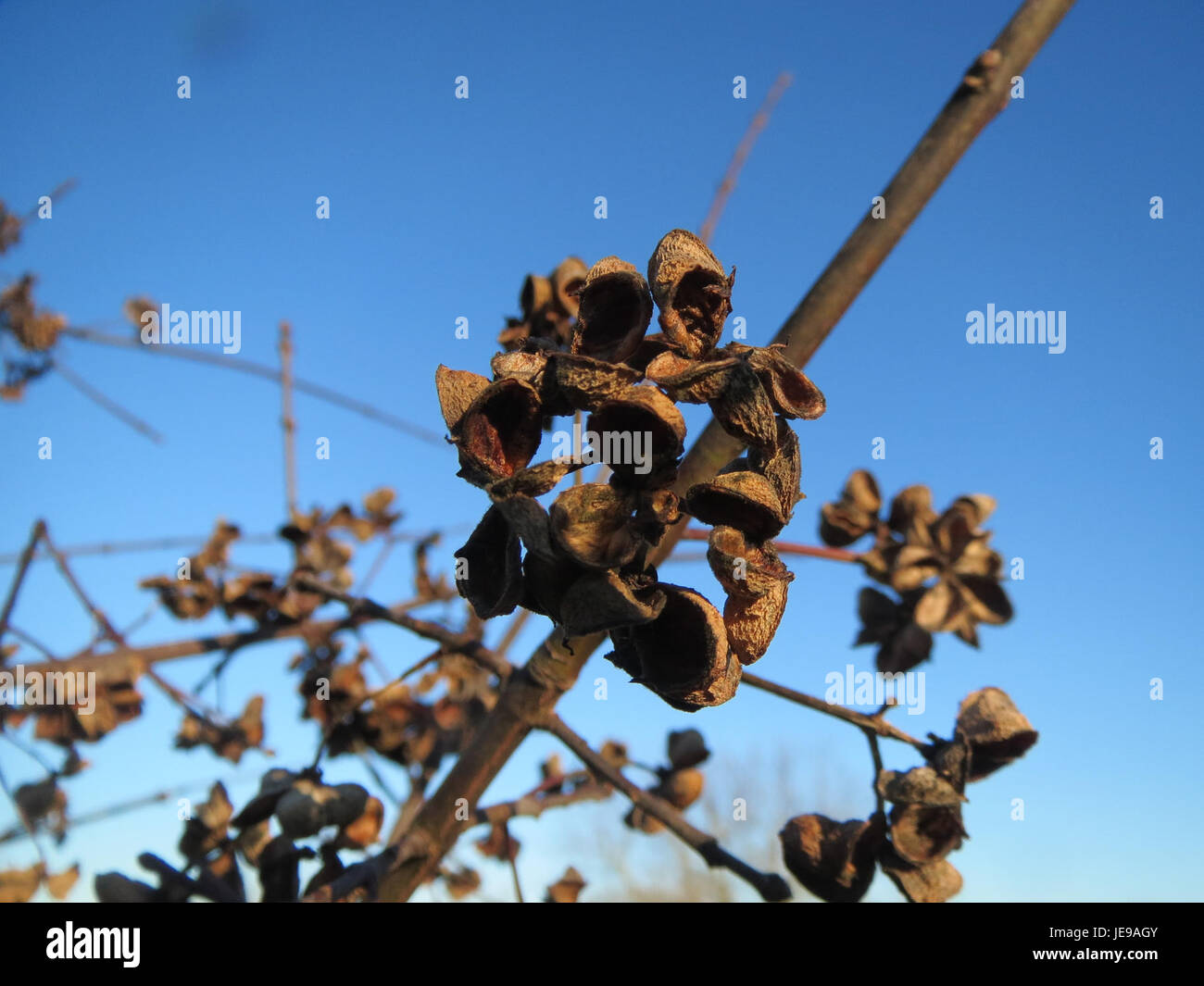 The title refers to the 'Pfaffenhütchen,' also known as the spindle ...