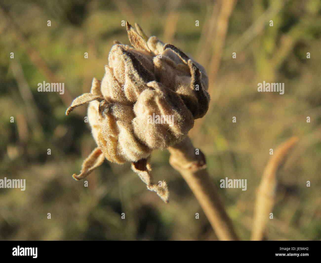 Schneeball Neulussheim is a traditional pastry from the village of ...