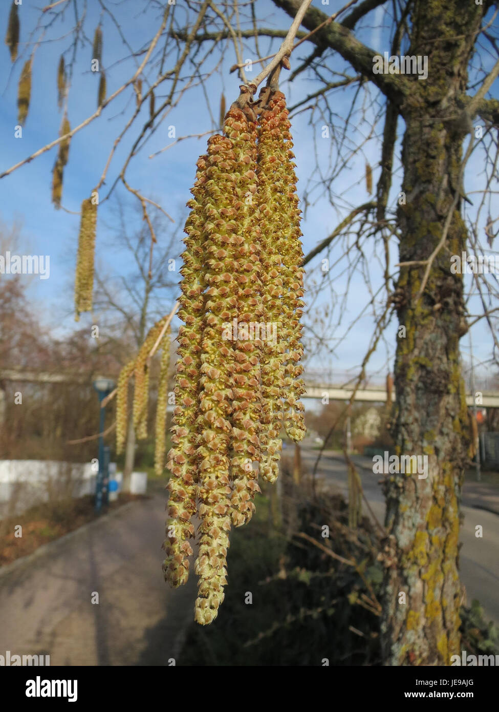 Hazel identification hi-res stock photography and images - Alamy