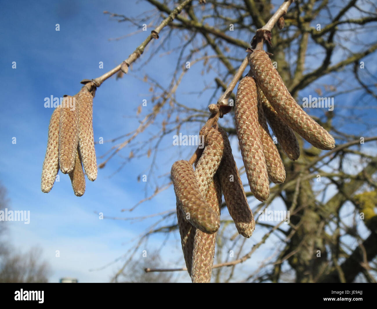 Baumhasel, also known as hazel tree, is a species found in Hockenheim ...