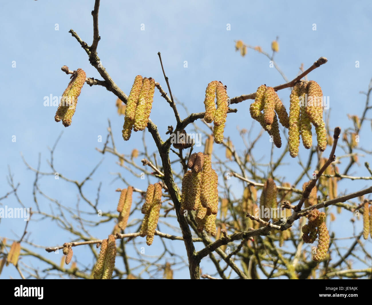 This photograph captures the Baumhasel, a type of hazel plant, taken on ...