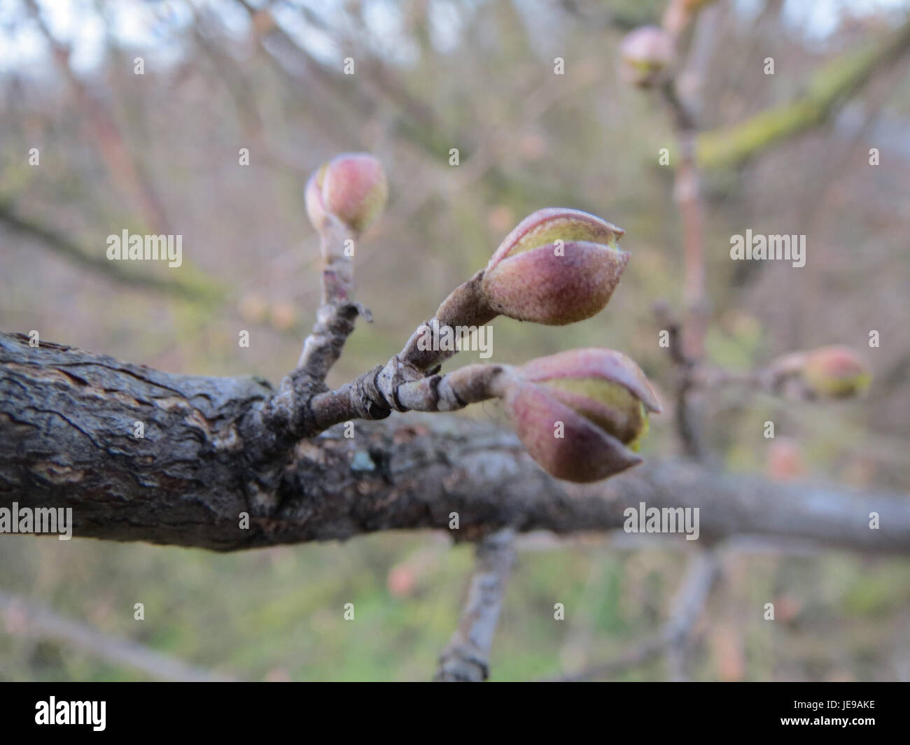 Small fruit bearing deciduous trees hi-res stock photography and images ...