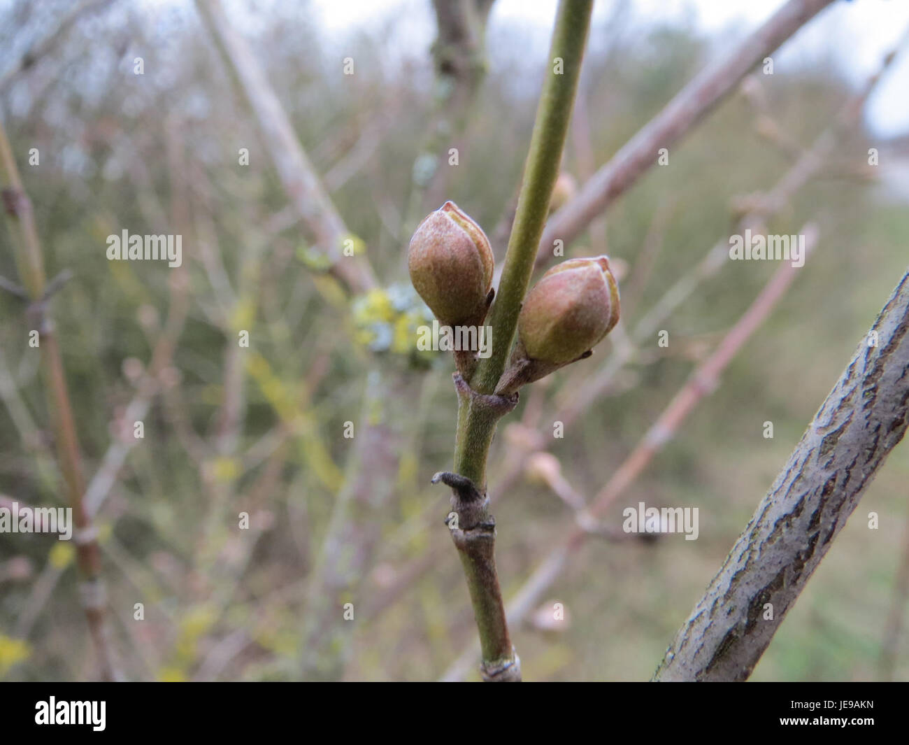 The Cornelian Cherry, or Cornus mas, is a small deciduous tree native ...