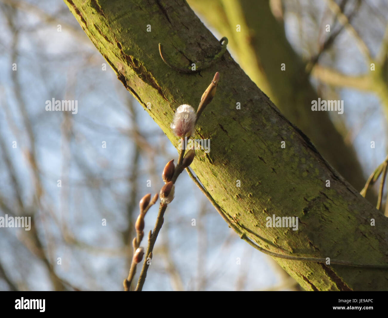 Root system of a willow tree hi-res stock photography and images - Alamy