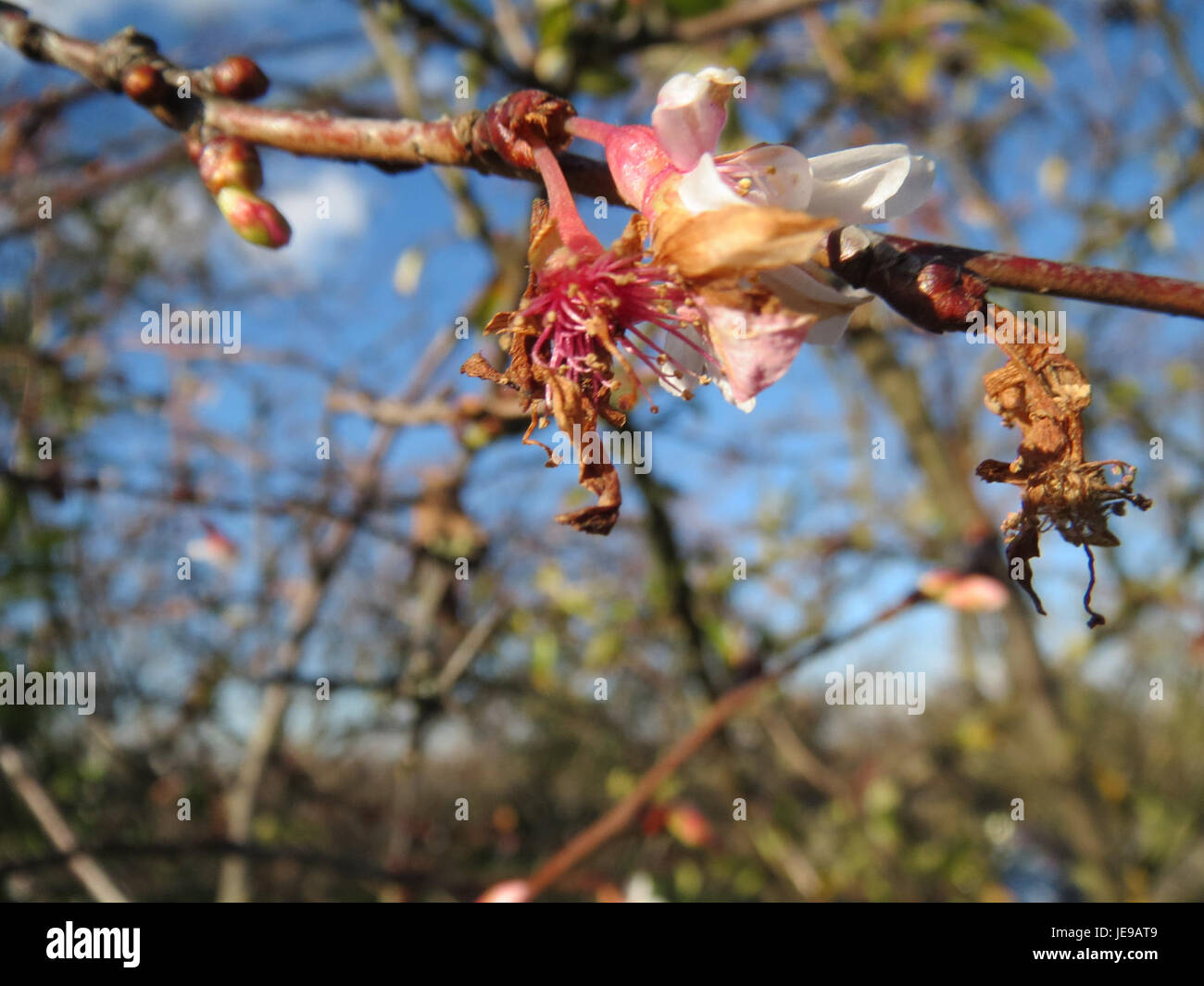 Prunus serrulata, commonly known as the Japanese cherry blossom, is a ...