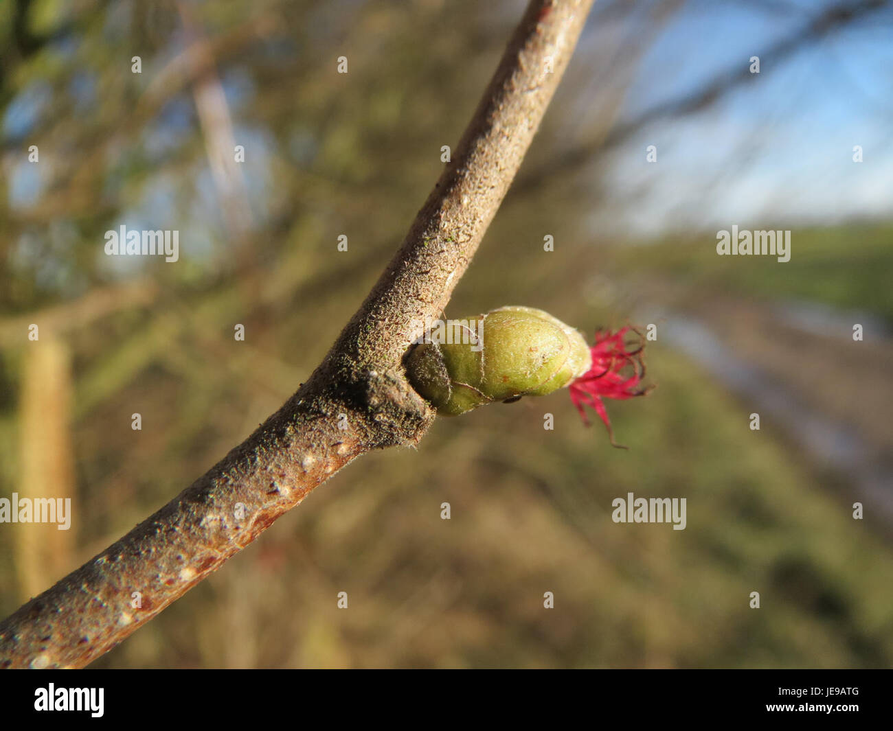 A photograph of a hazelnut, showing the nut and its surrounding husk, a ...