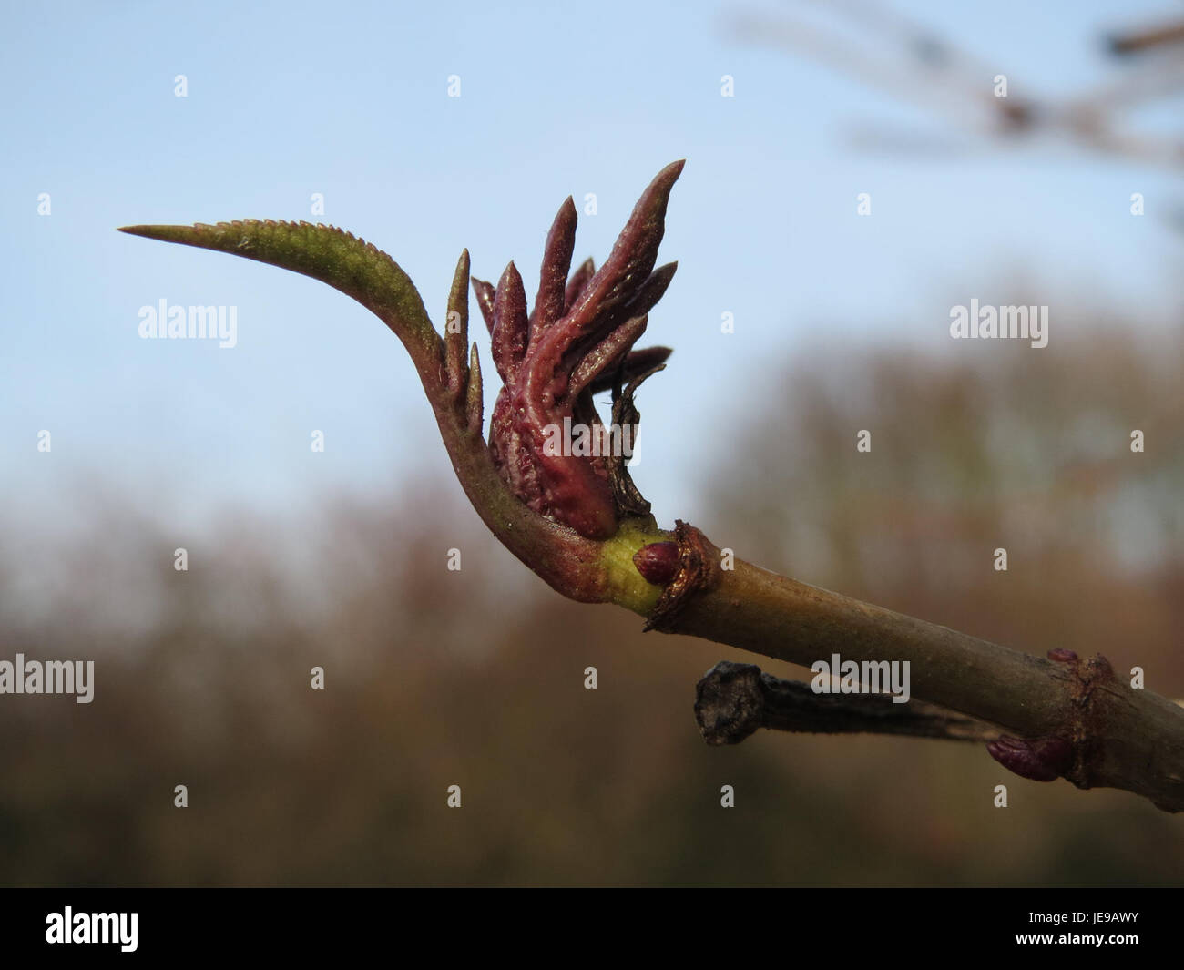 Holunder, known as elderberry (Sambucus nigra), is a shrub native to ...