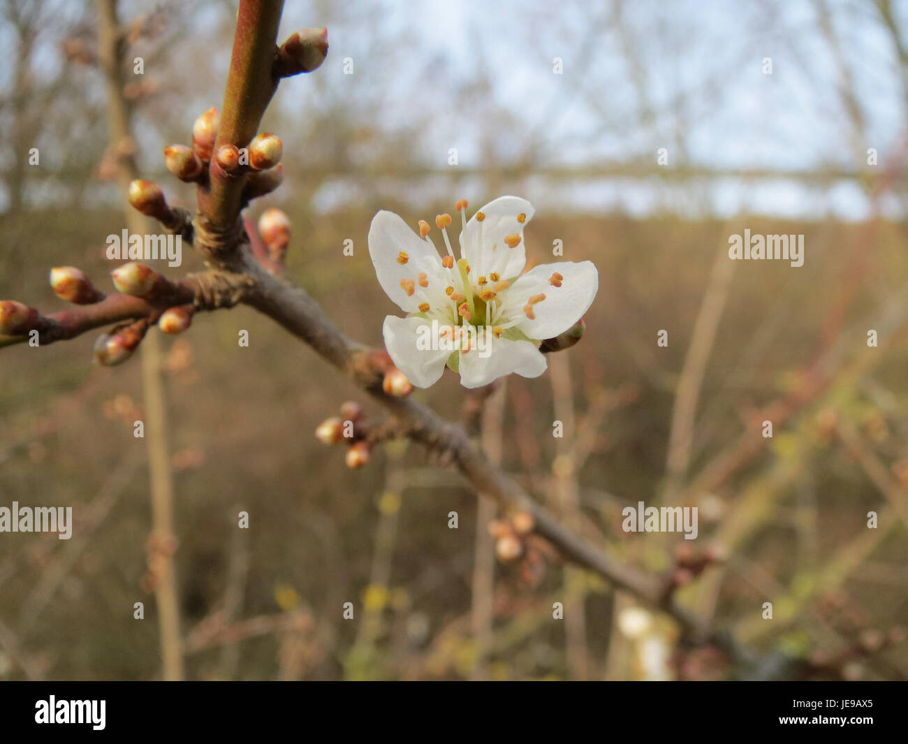 Native shrub blossoms hi-res stock photography and images - Alamy