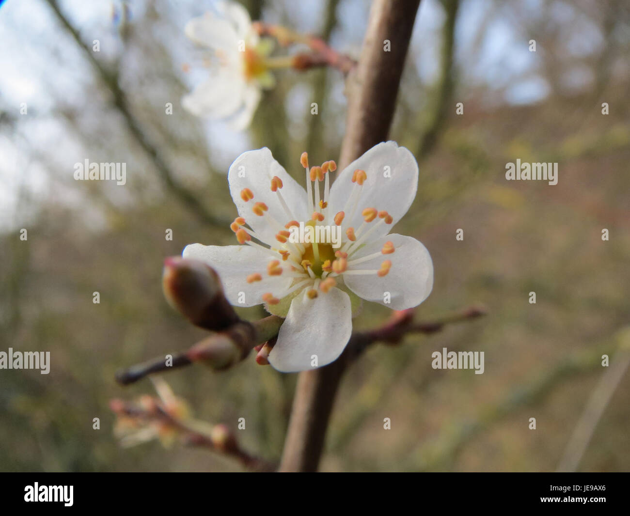 On January 30, 2014, Schlehe trees were photographed in Reilingen ...