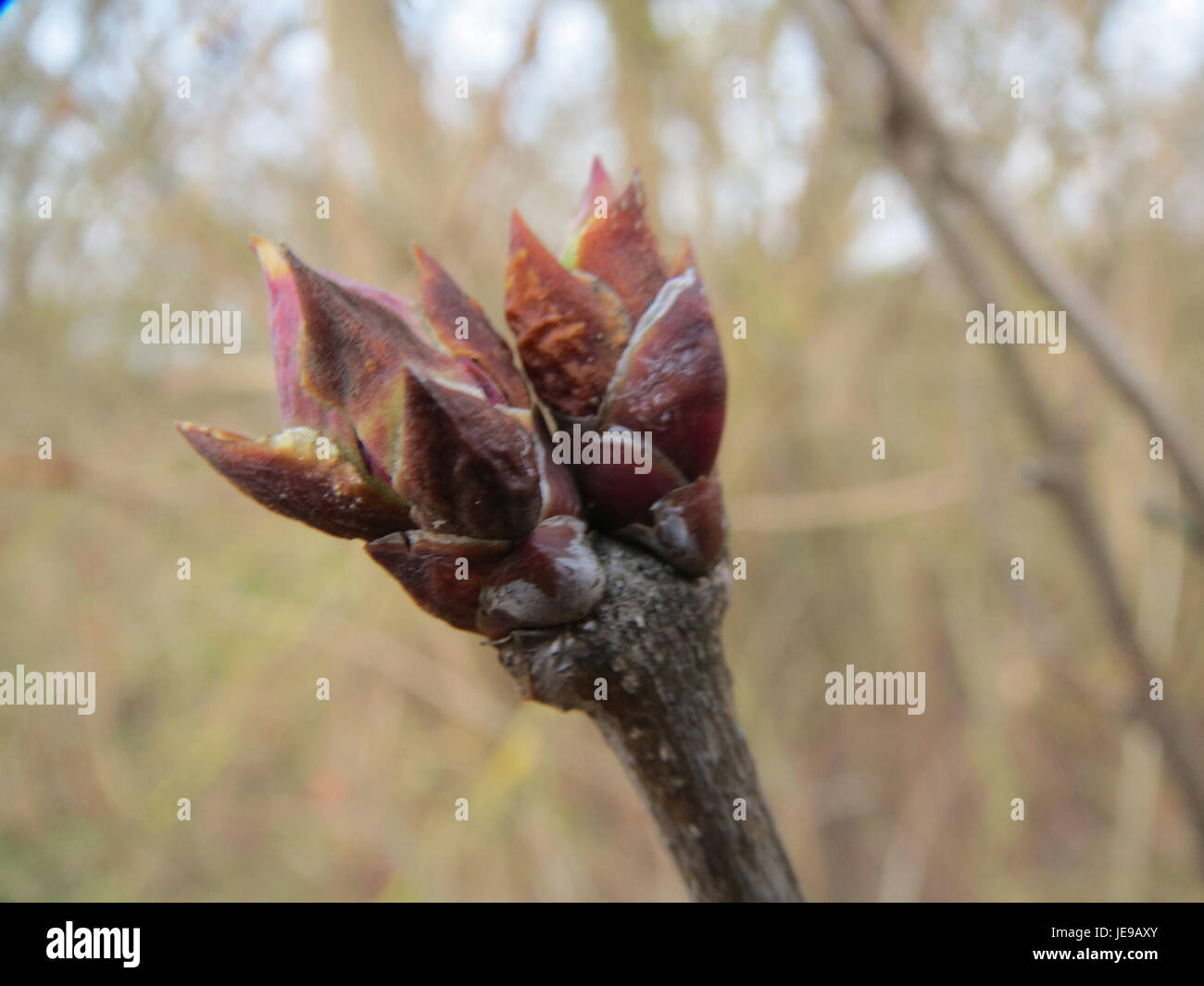 The image depicts a lilac bush (Syringa vulgaris) in Reilingen, a flowering shrub known for its ...