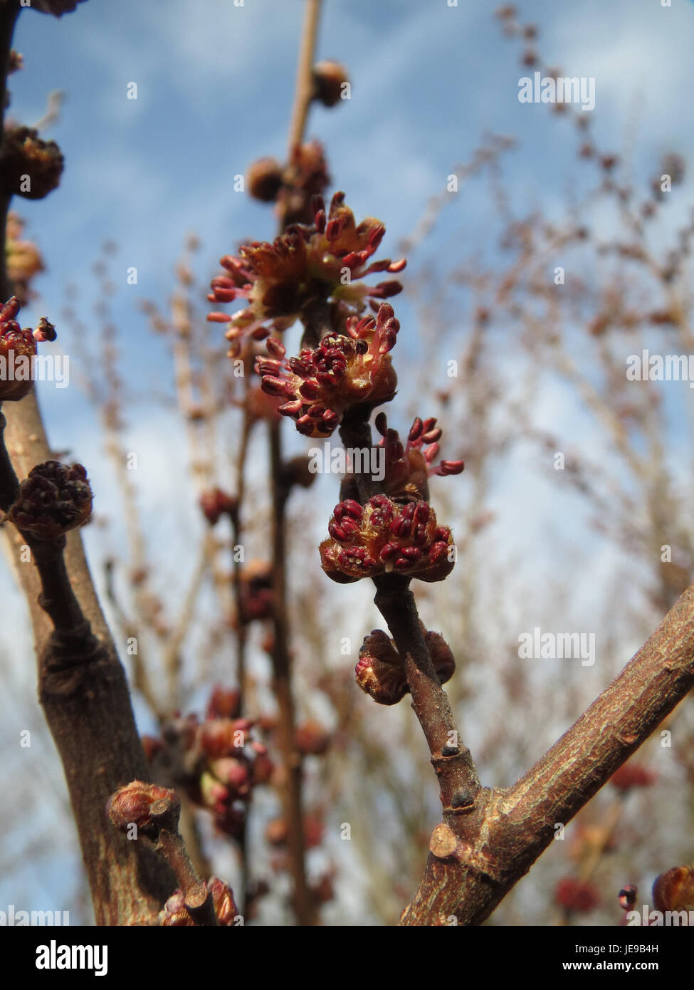 Native elm trees hi-res stock photography and images - Alamy