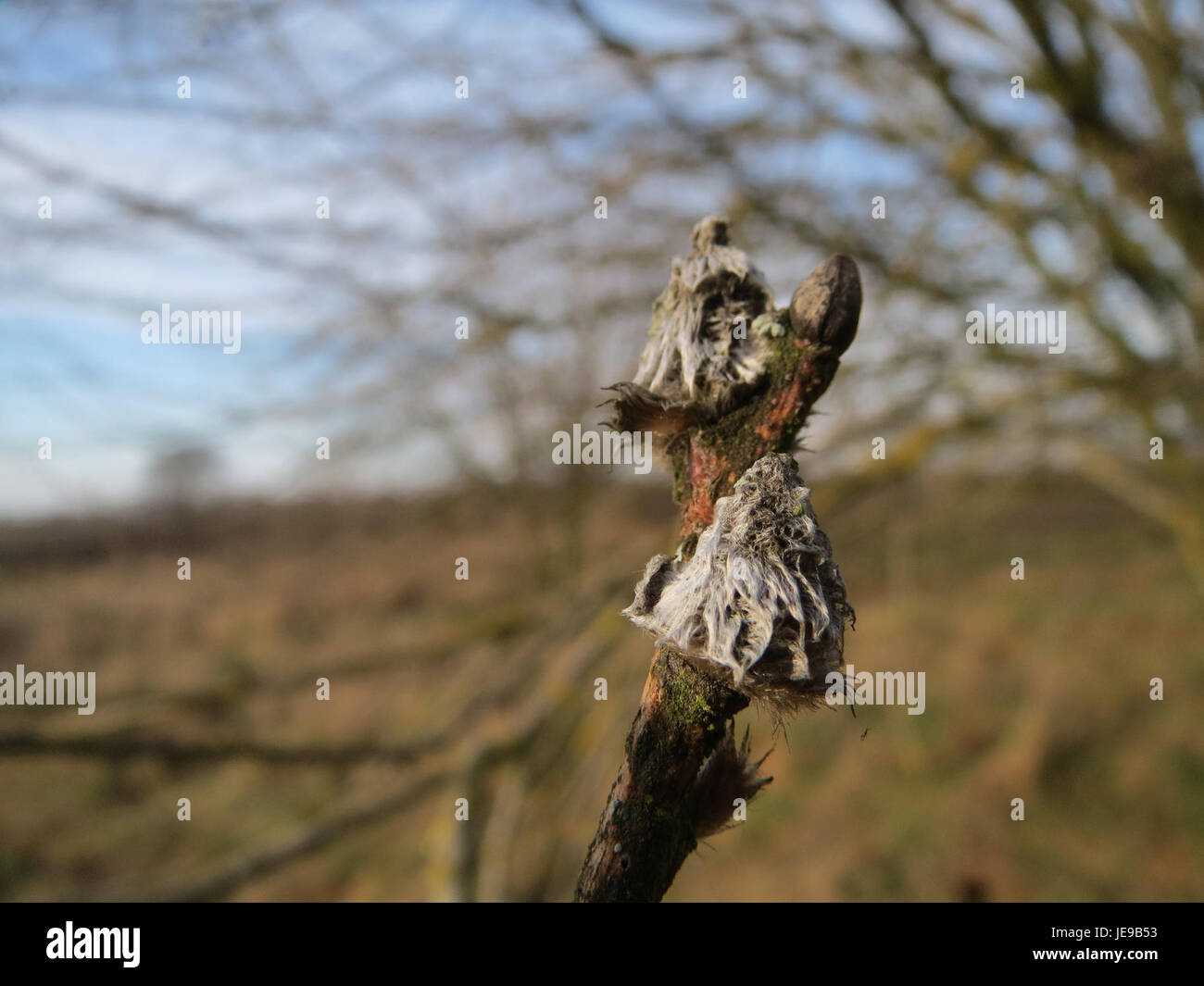 A photograph of Salix species (willow) taken in Neulussheim, Germany ...