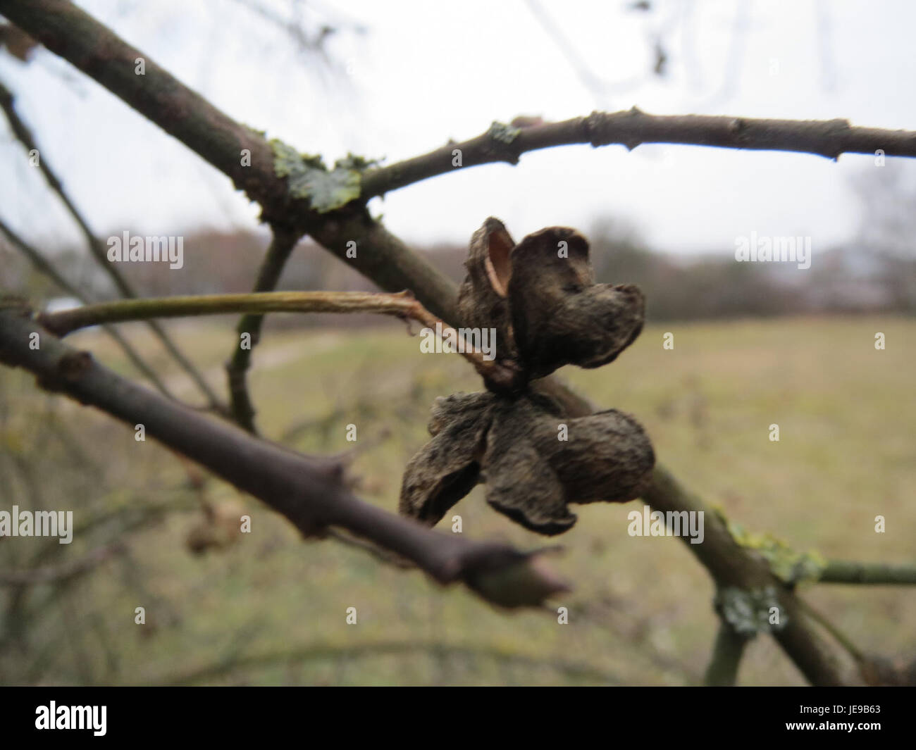 Small fruit bearing deciduous trees hi-res stock photography and images ...