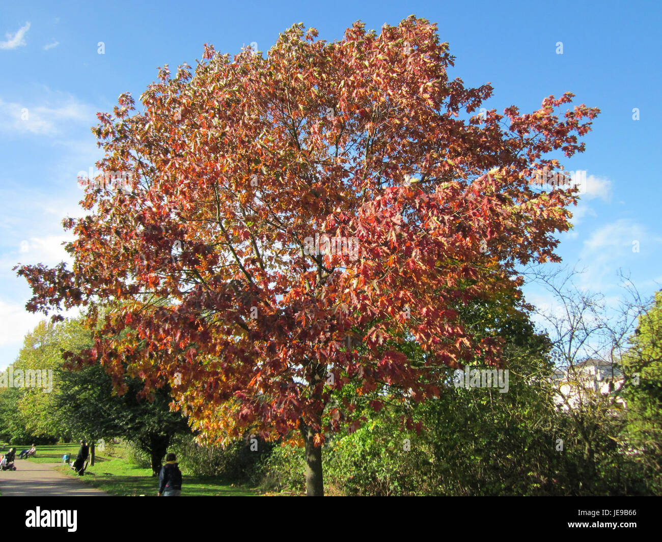 Red oak tree prominent hi-res stock photography and images - Alamy