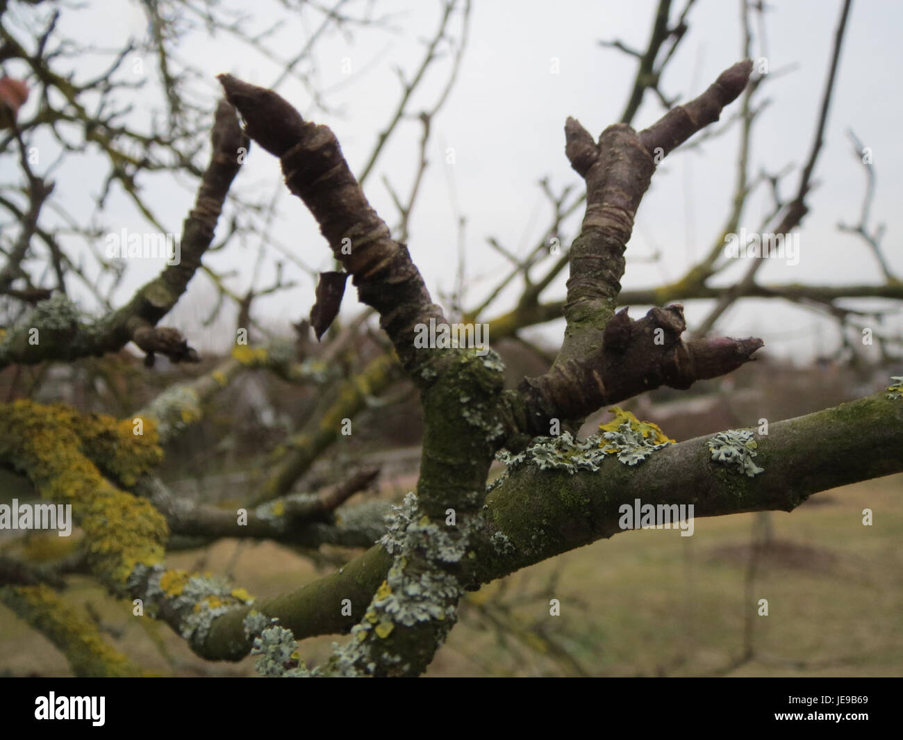 The image depicts an apple (*Malus domestica*), a popular fruit known ...