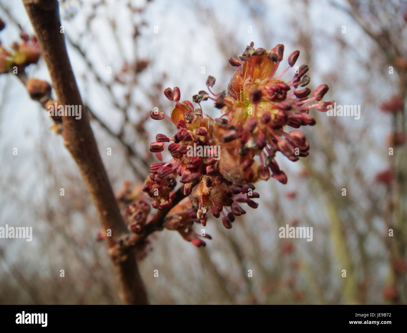 Ulme, or elm trees, are native to Europe and North America, known for ...