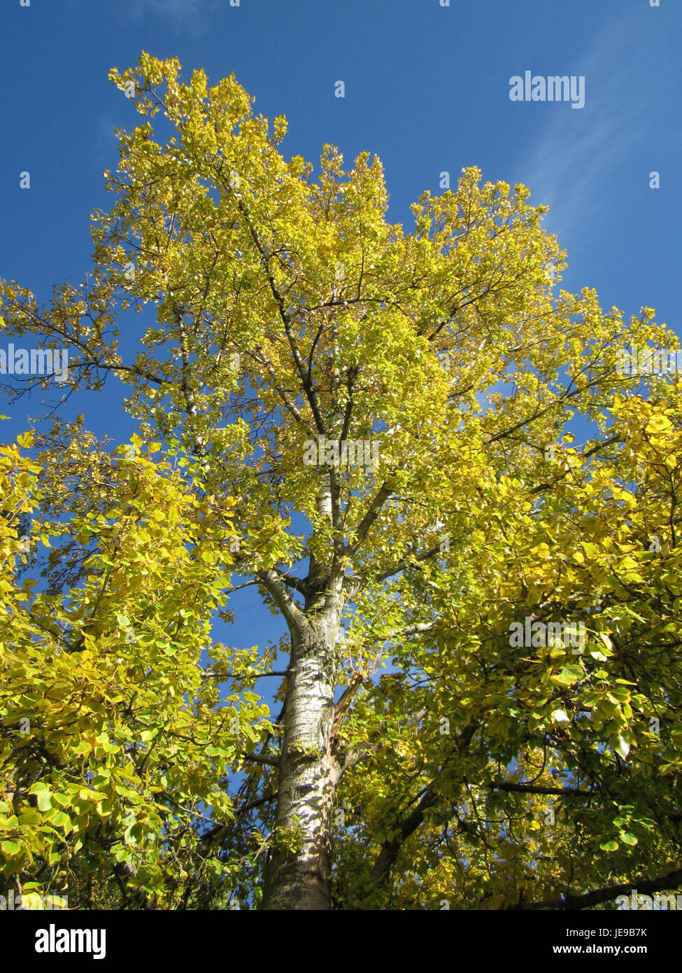 A photograph of a Populus (poplar) tree taken on October 13, 2012, in ...