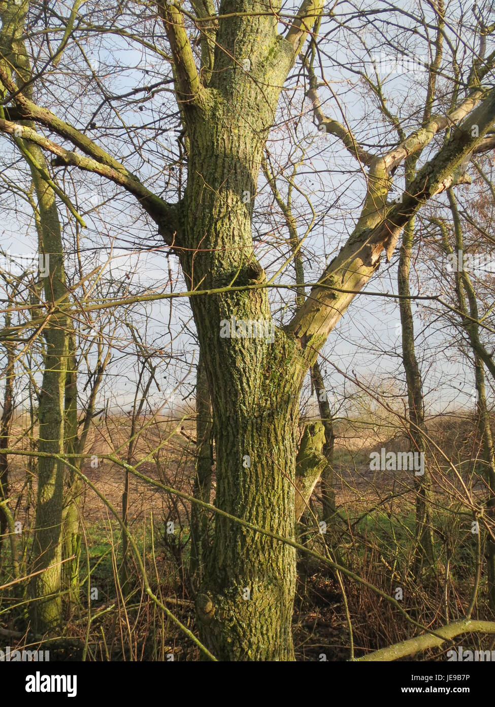 Temperate climate zones hi-res stock photography and images - Alamy