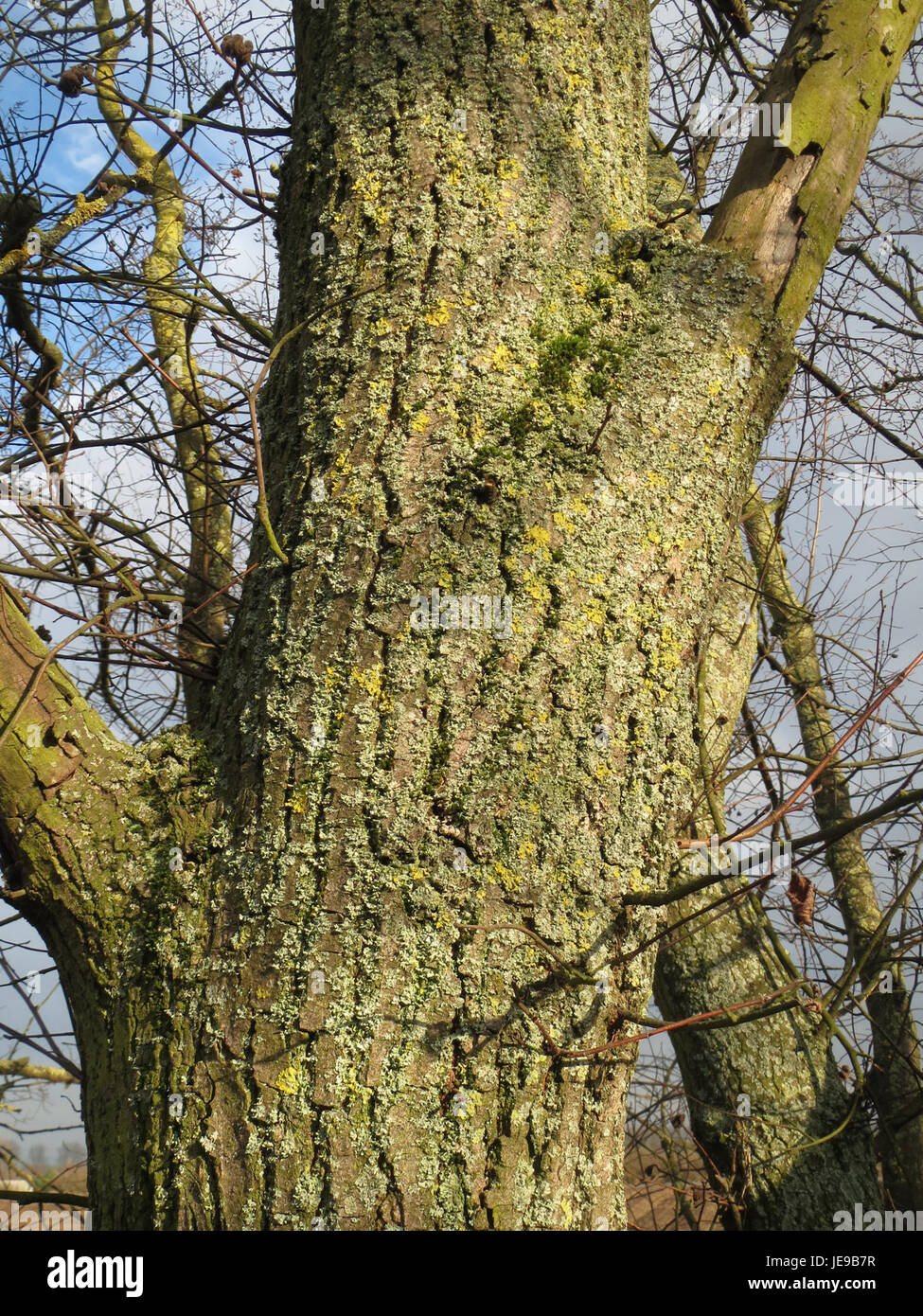 The image features an Ulme tree, commonly known as elm, located in ...