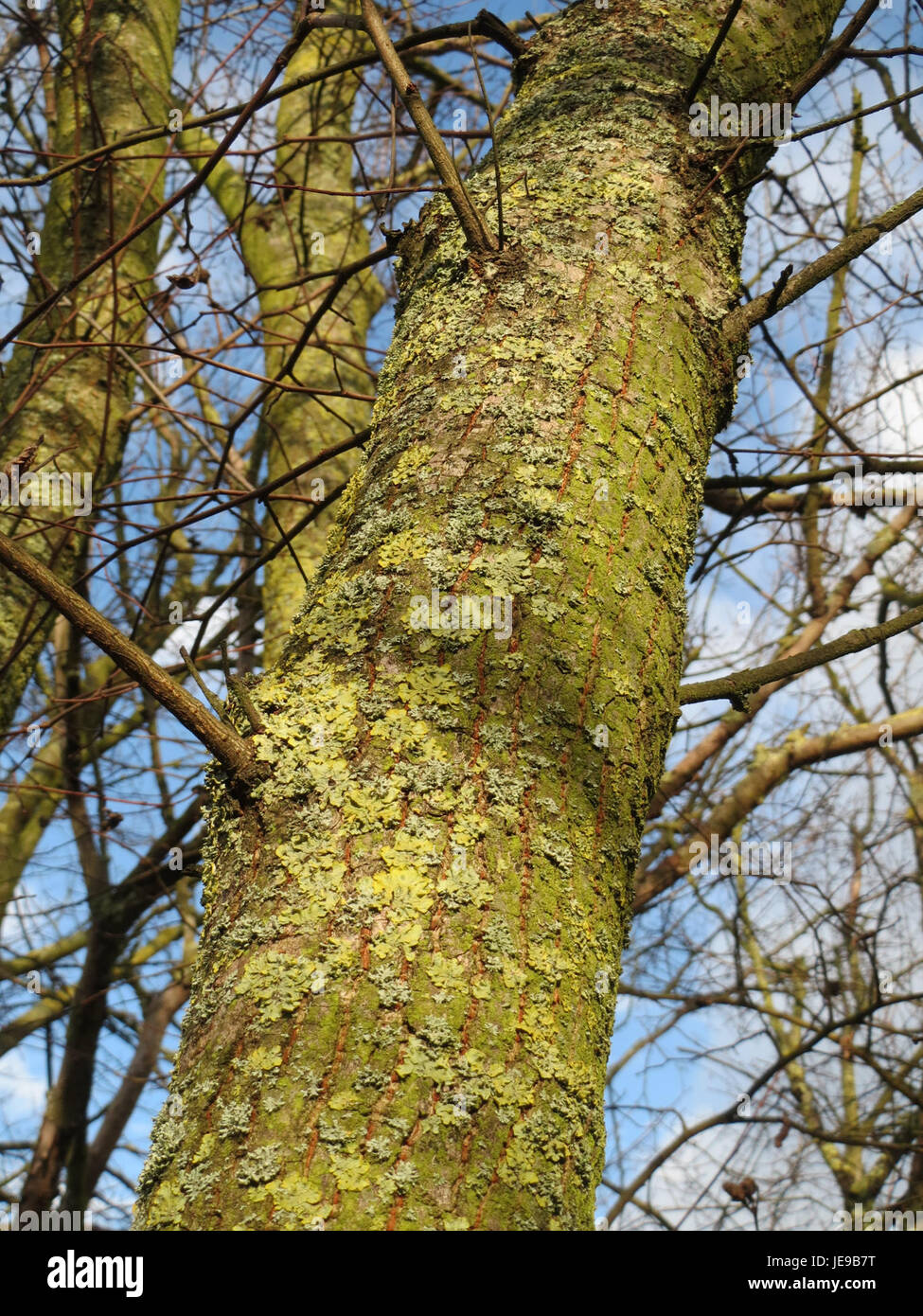 Ulme species structure hi-res stock photography and images - Alamy