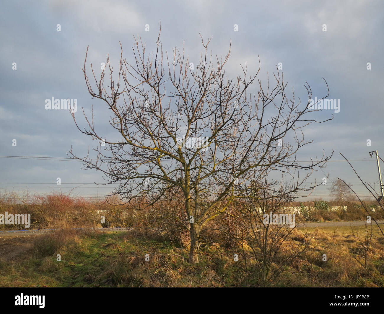 This photograph shows a walnut tree in Neulussheim, a village in ...