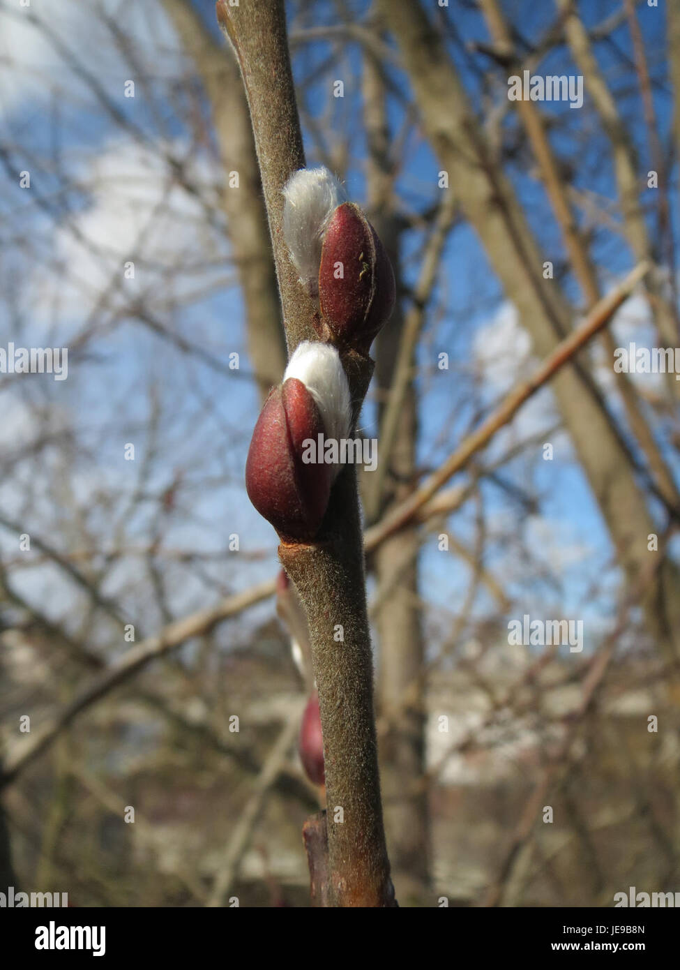 Green trees fluttering leaves breeze hi-res stock photography and ...