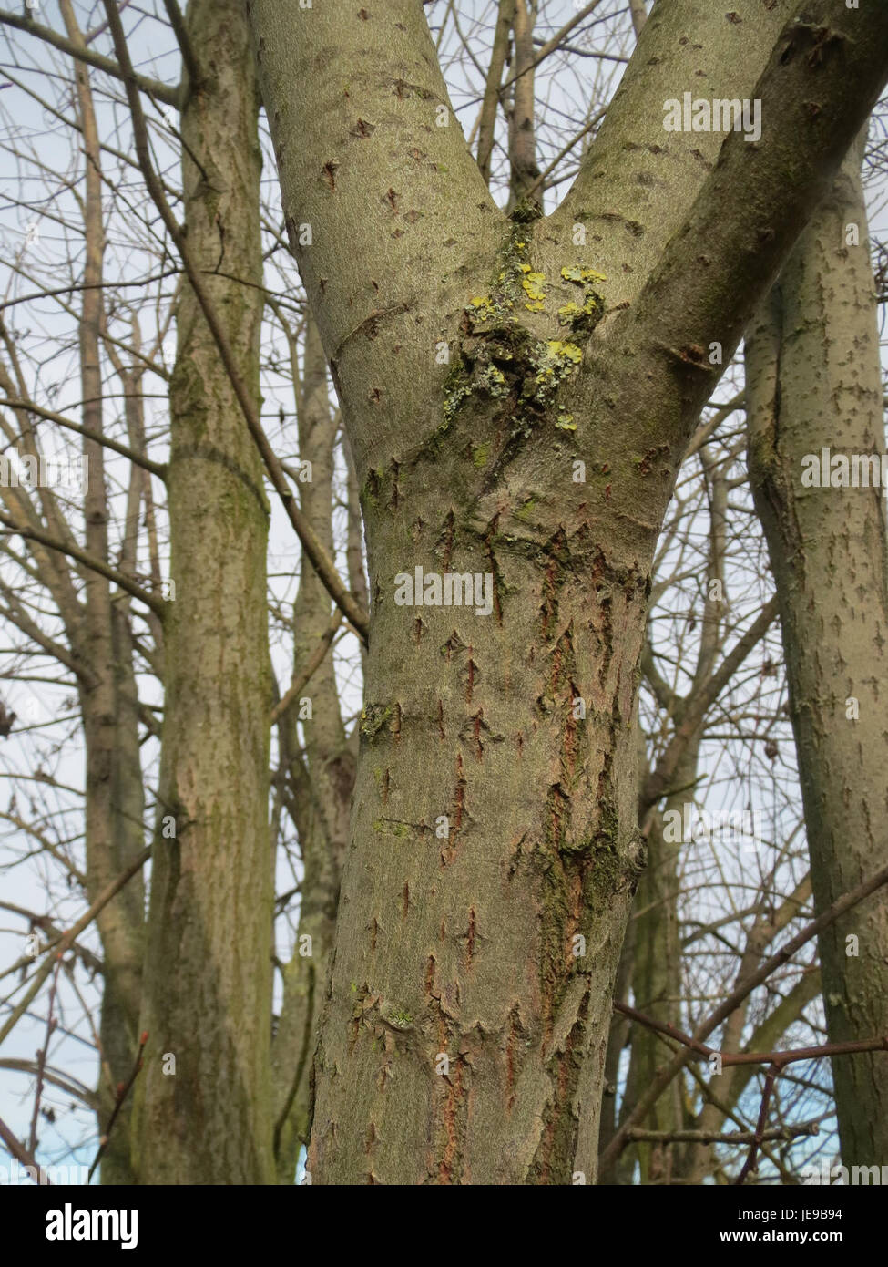 Salix species in Neulussheim, photographed on February 6, 2014 ...