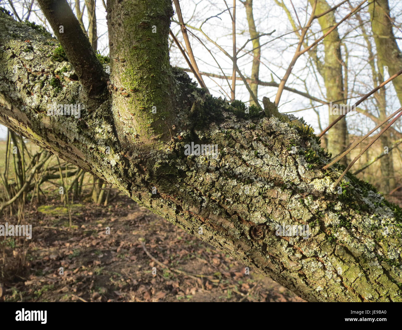Trees in temperate zones hi-res stock photography and images - Alamy