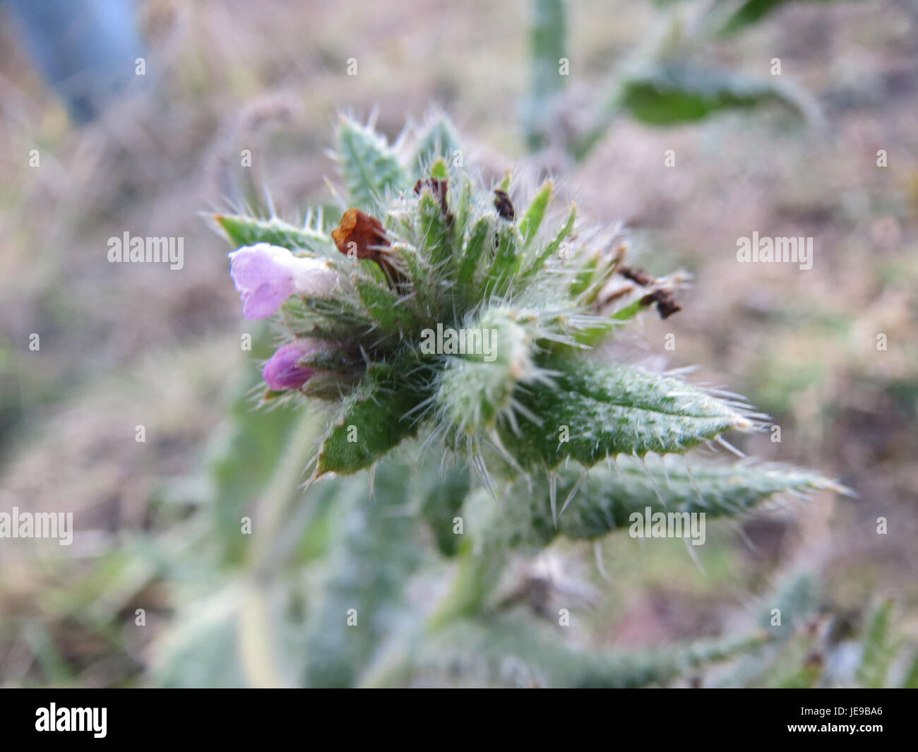 Important to many species of plants hi-res stock photography and images ...